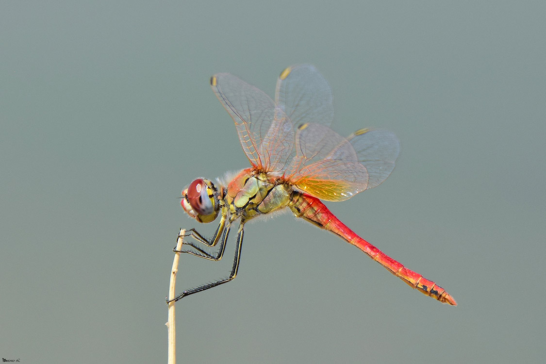 Objetivo: Naturaleza Viva: Libélula roja migradora (Sympetrum fonscolombii)