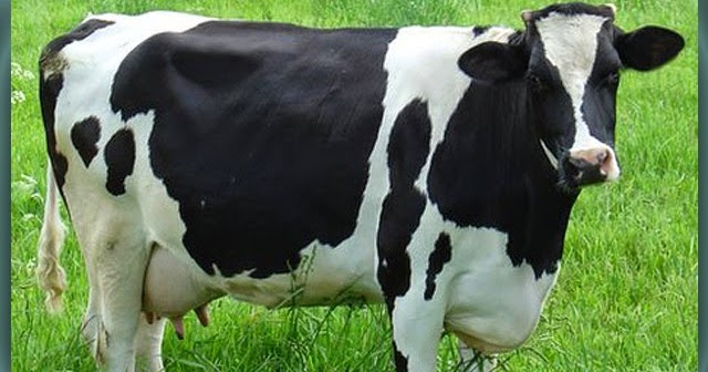 51+ Gambar Hewan Mamalia Sapi, Top!