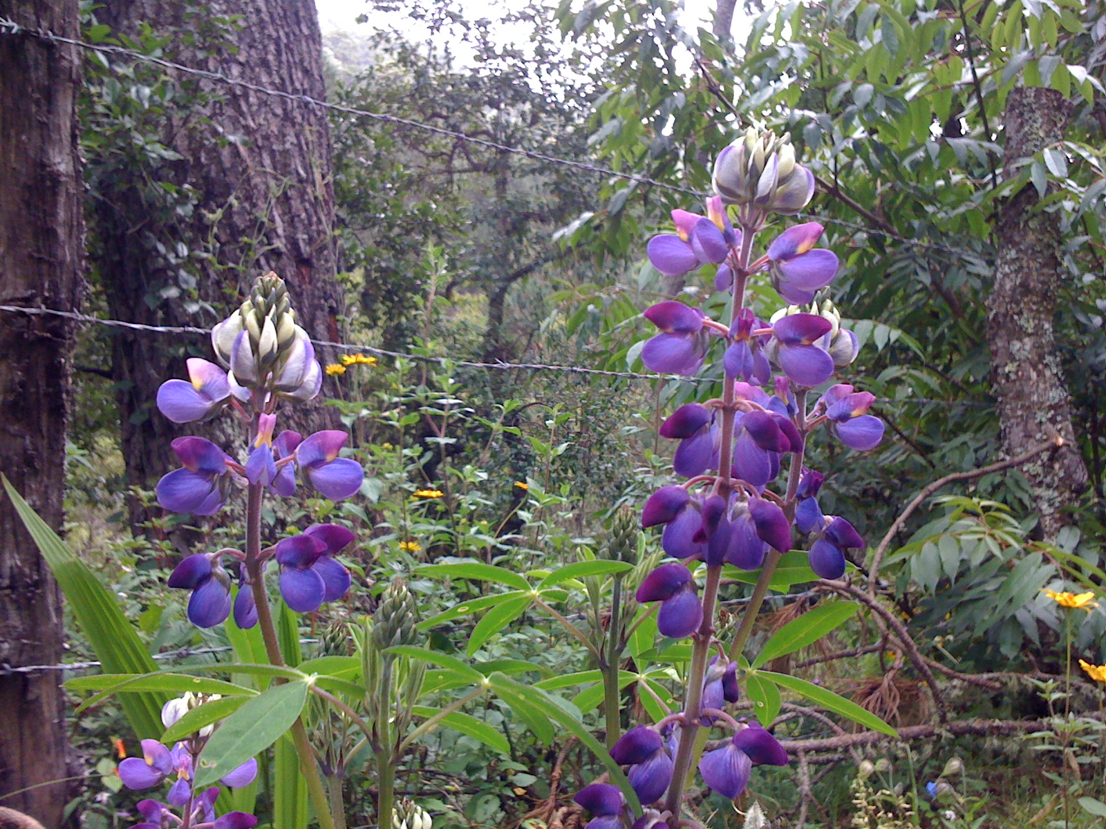 Ecoturismo San Pablo Etla: Flora