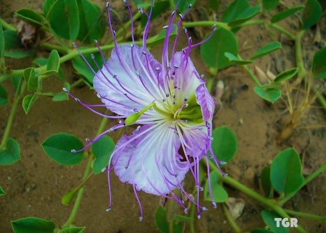RUTAS - ESCAPADAS... Y OTRAS COSAS INTERESANTES: La belleza de la flor ...