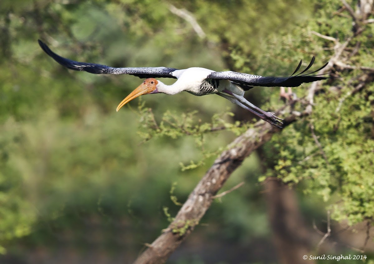 Indian Birds Photography: [BirdPhotoIndia] Painted Stork in flight ...