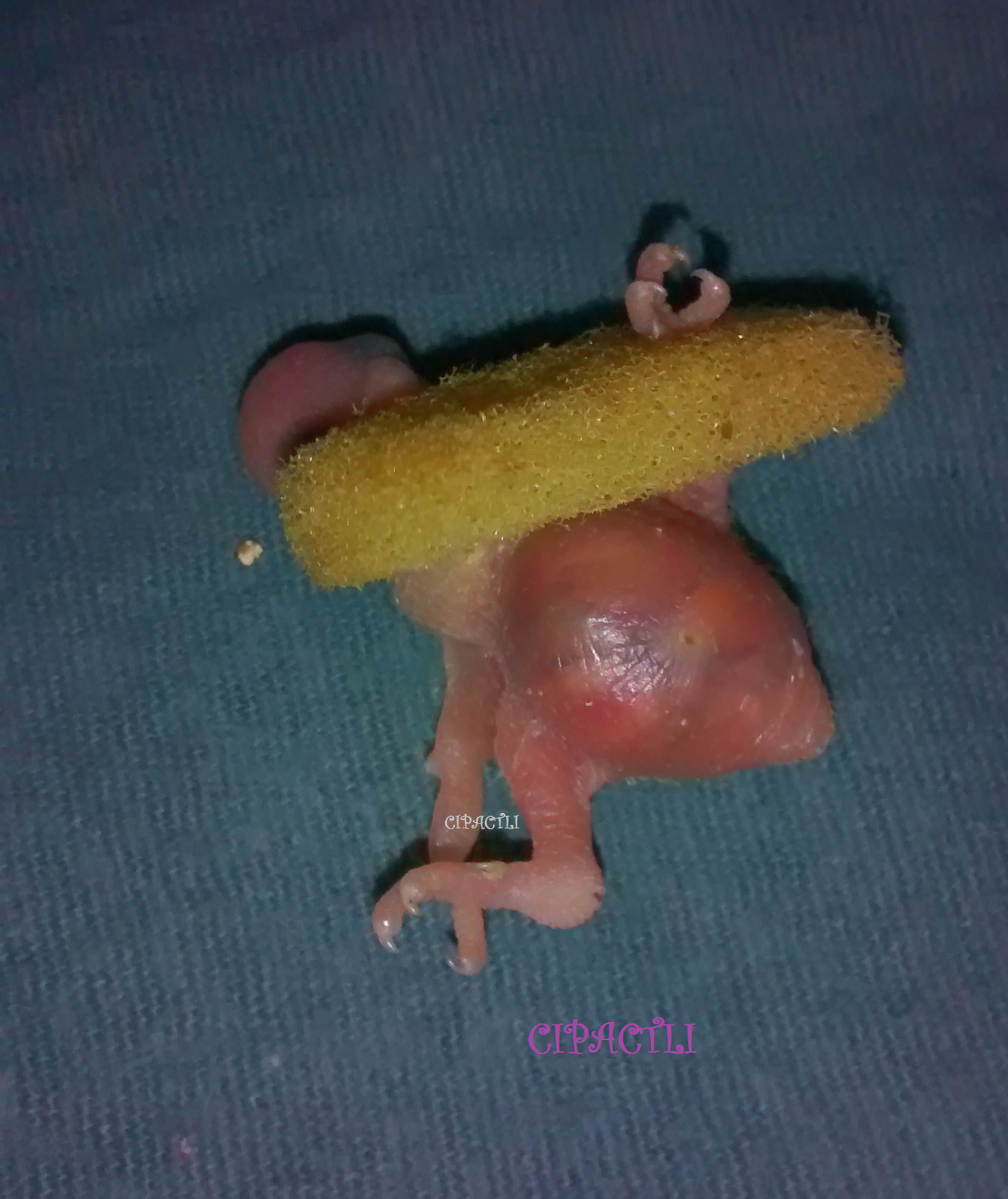 Cipactli Organización Ecológica y Sustentable : Patas o ancas de rana ...