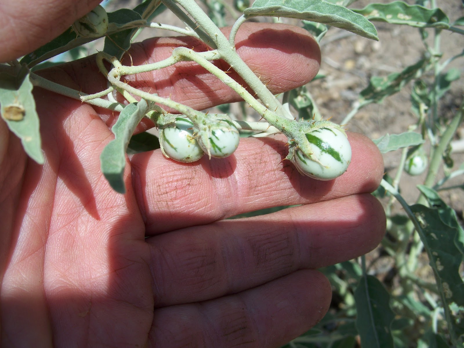 Weed Identification: Silver-Leaf Nightshade