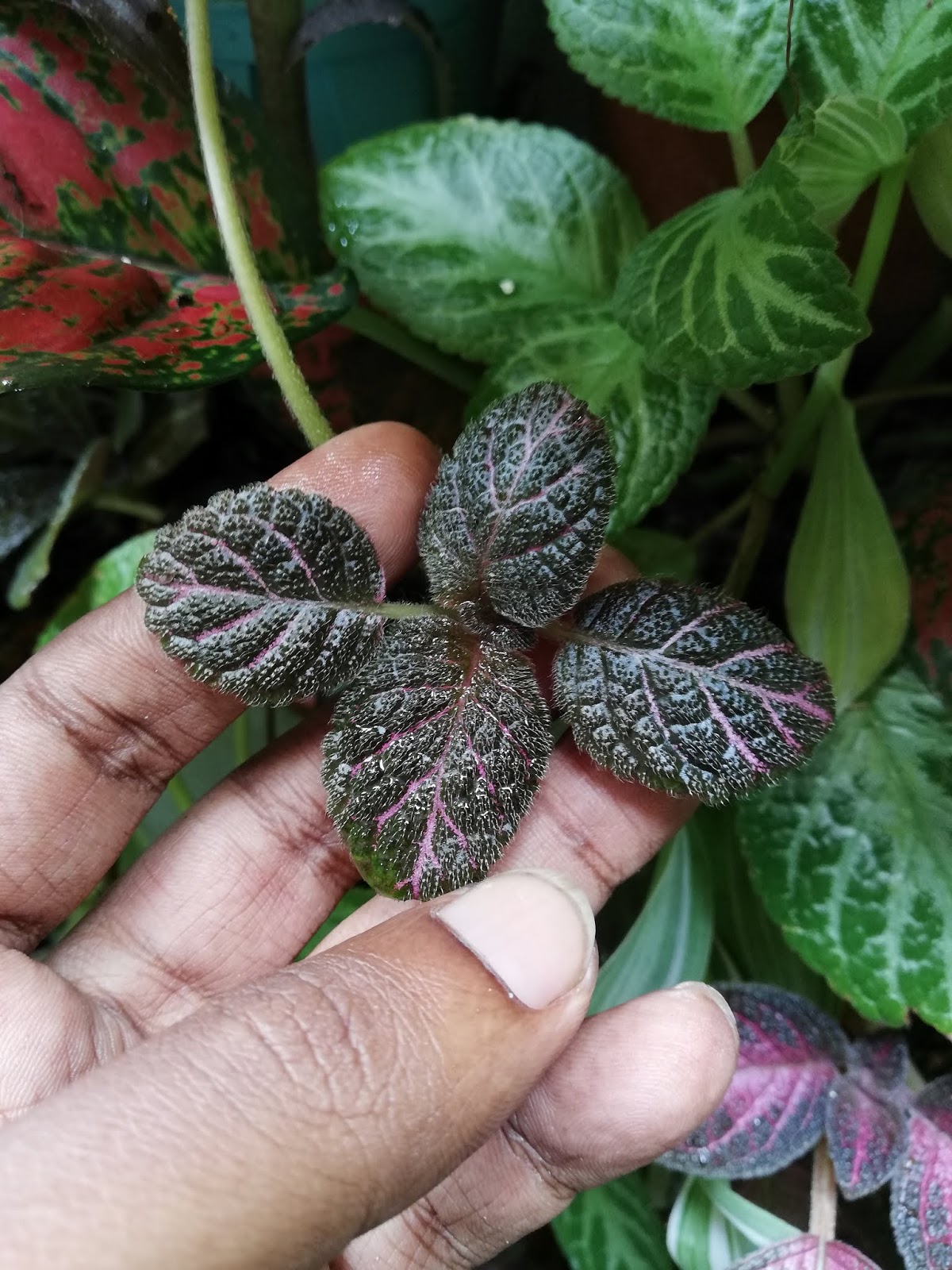 Garden Chronicles of James David: Episcia Collection - Kee Wee