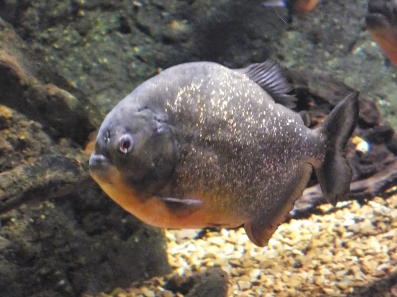 The Zoo Review: Species Fact Profile: Red-Bellied Piranha (Pygocentrus ...