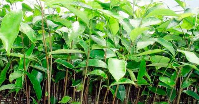 Contribuye Yucatán al desarrollo sustentable con árbol de ramón ~ Mira ...