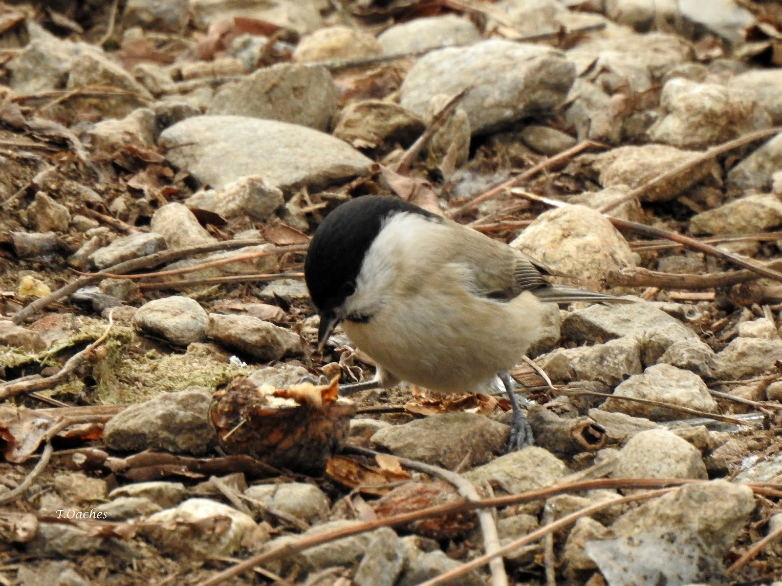 PASARI DIN ROMANIA: PITIGOI SUR(1), Poecile palustris