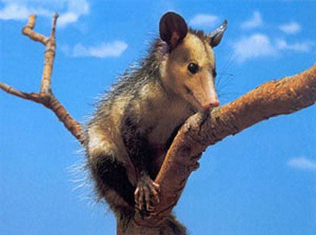 Memorias de un Canario en el trópico