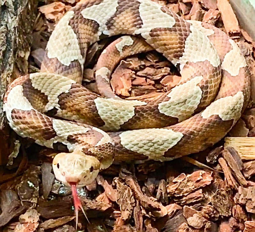 Animal Intrigue: Abe, the Eastern Copperhead Snake