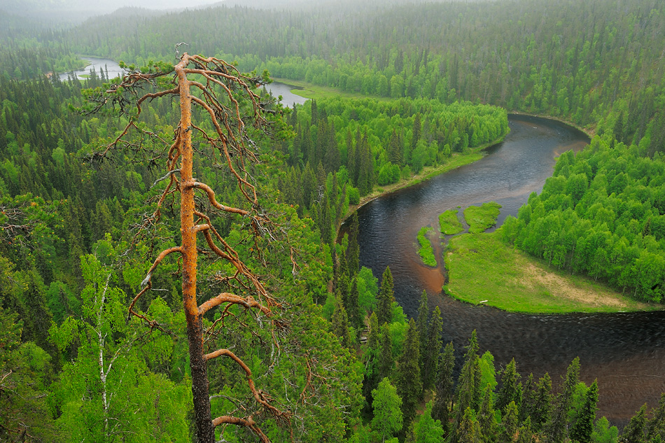 Starlight 7: Module 3 The Taiga