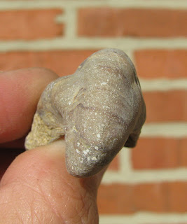 Views of the Mahantango: Texigryphaea corrugata pelecypod from the Duck ...