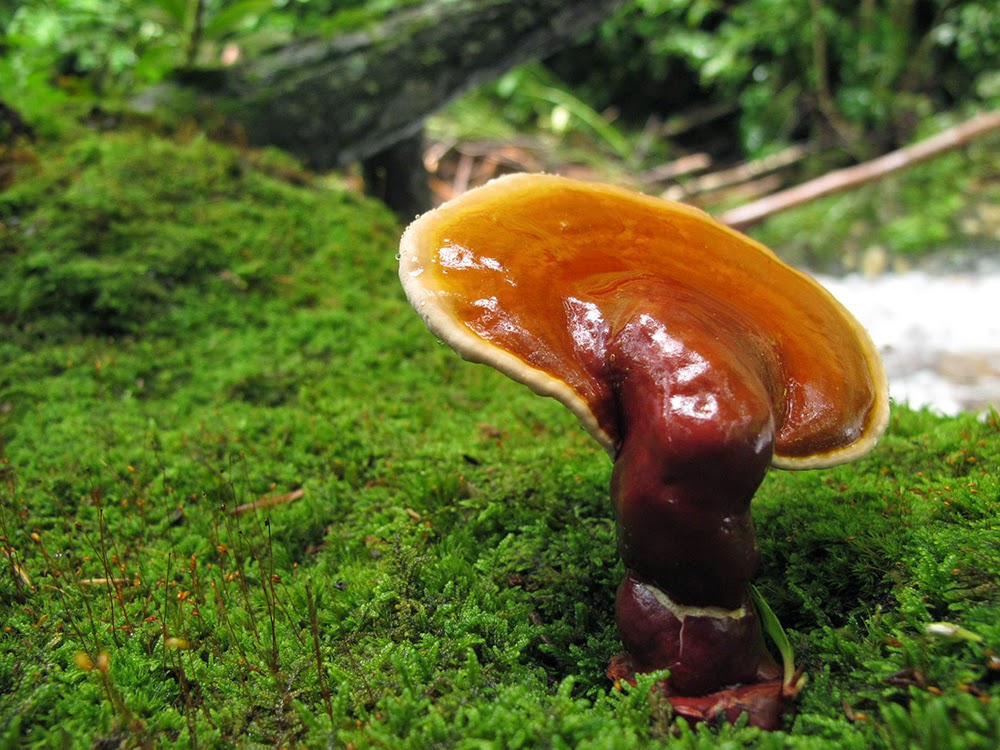 Reishi Portugal: Reishi - Propriedades e Benefícios