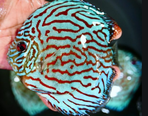 100 Discus Classification according to color and line | king fish