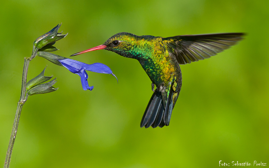 Cultura Guaraní: LEYENDA GUARANÍ - EL MAINUMBY O MAINO I...Picaflor