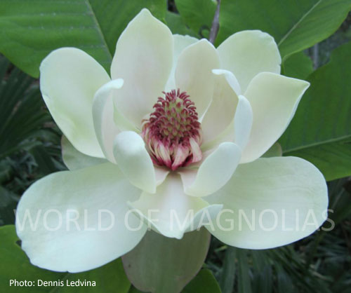 WORLD OF MAGNOLIAS: Magnolia "Angel Mist"