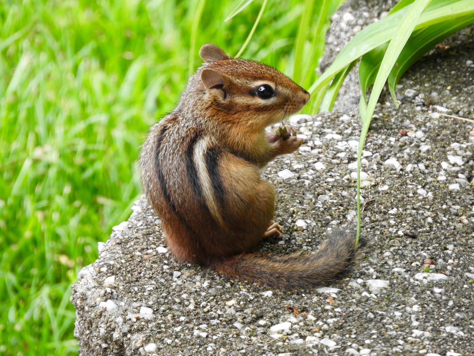 It's All About Purple: Chippy...