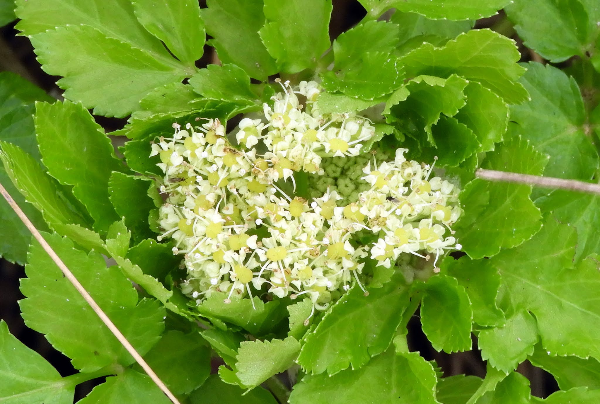 birdingexmouth: Musk Stork's-bill