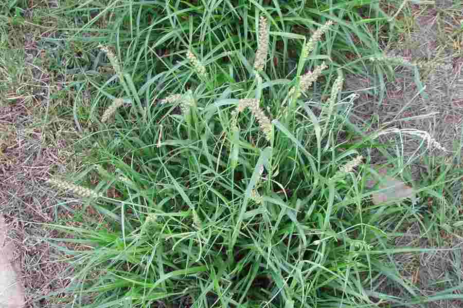 Plantas indicadoras - Agrônomo Alcimar