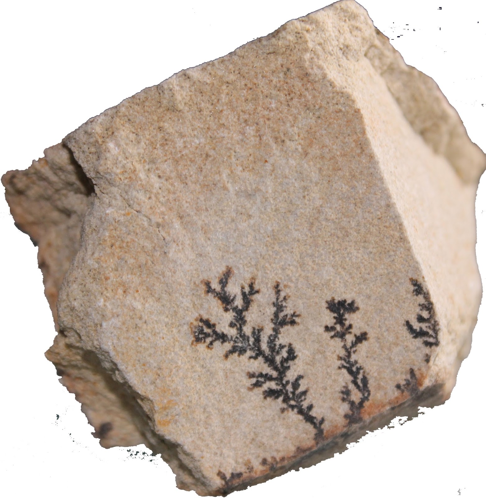 Cáceres al natural: APLITA