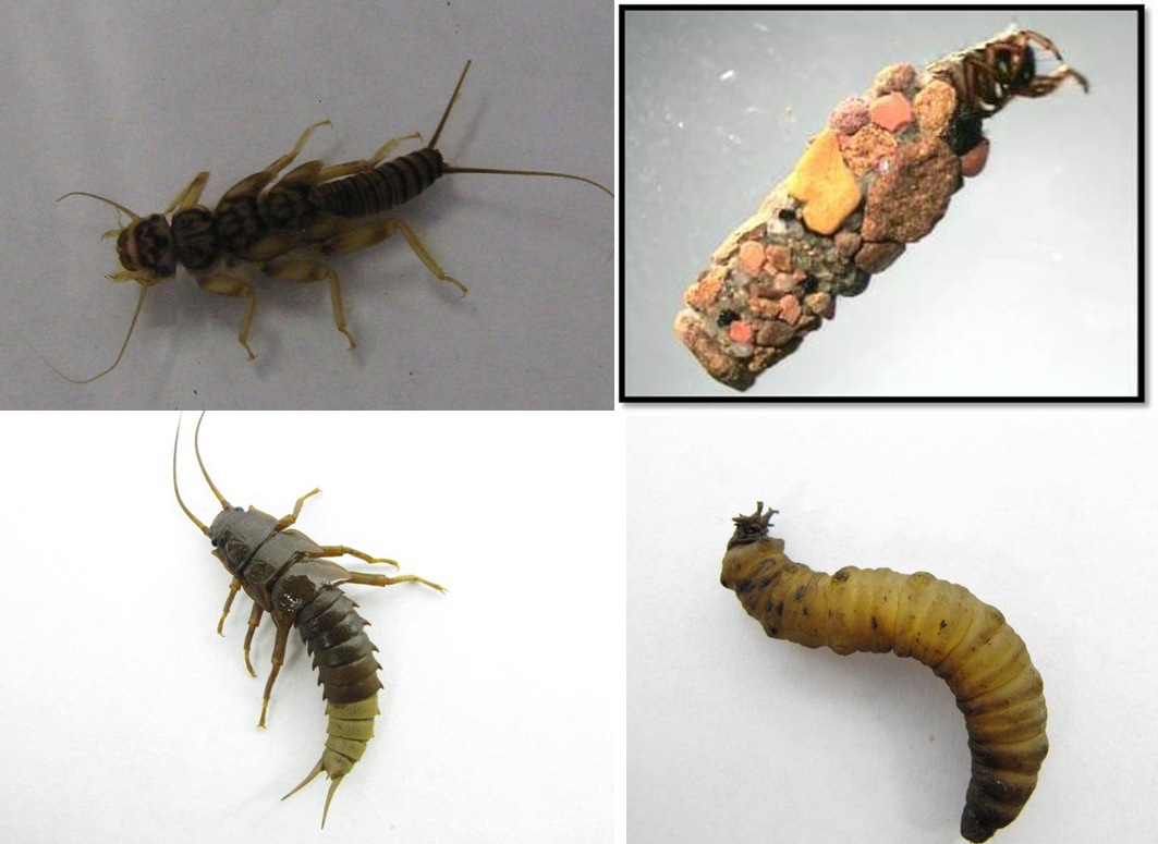 Arthro-Pod: Arthro-Pod Episode 14: Aquatic Insects and Invasive Species ...