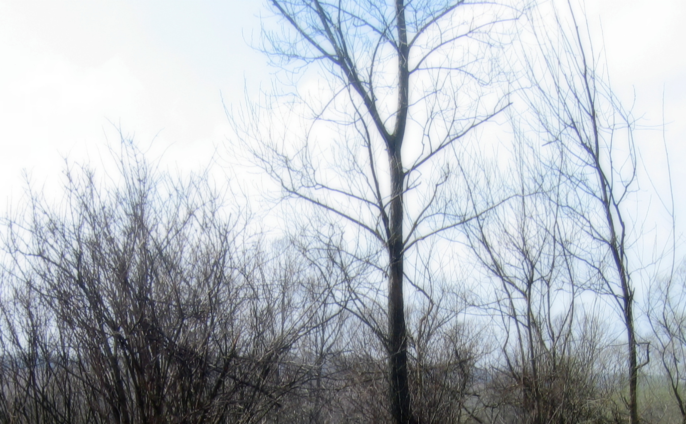 Allsparklesofnow: Early Spring Trees