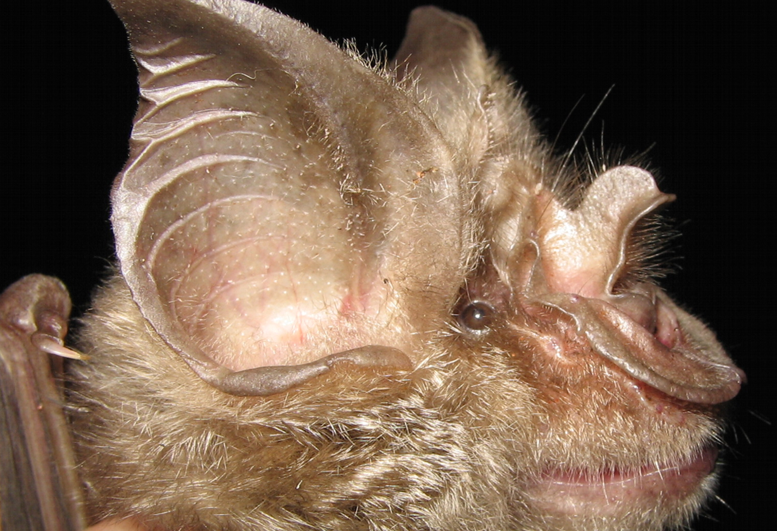 Species New to Science: [Mammalogy • 2012] Four New Horseshoe Bat ...