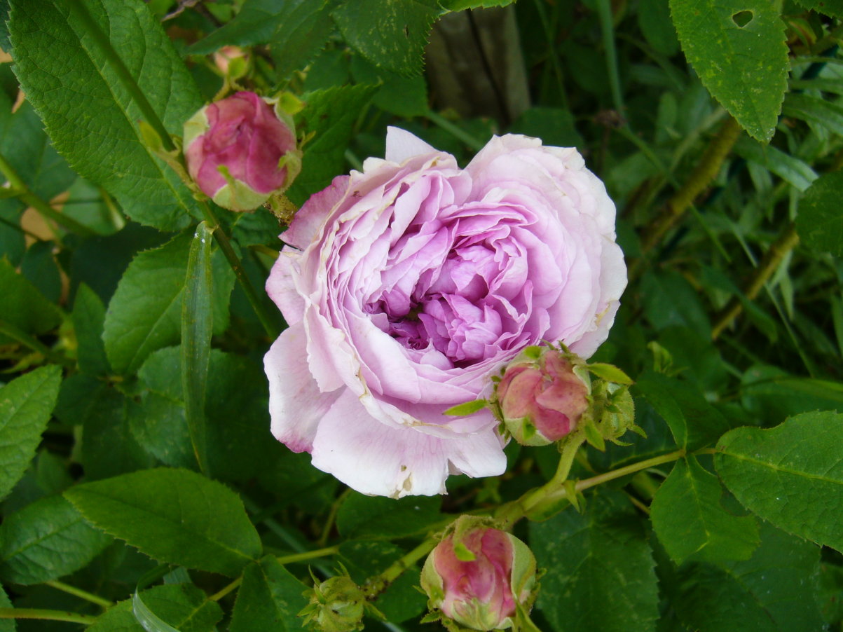 Angel Whisperer : 7th Bead Soup Blog Party REVEAL 1