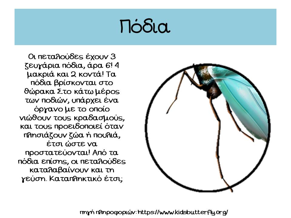 Όλα για το νηπιαγωγείο!: O κύκλος ζωής της πεταλούδας- μέρη του σώματος ...