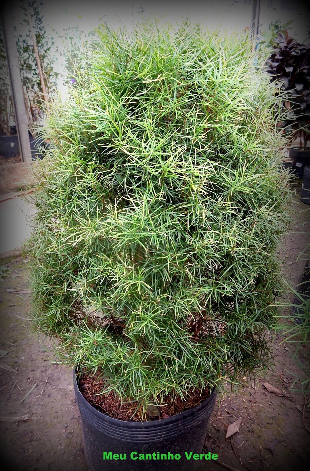 Meu Cantinho Verde: EUGÊNIA, TUIA-EUGÊNIA - ( Eugenia sprengelli )