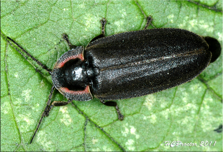 The Home Bug Garden: A Week for the Bugs: Part I – It’s all in the beak