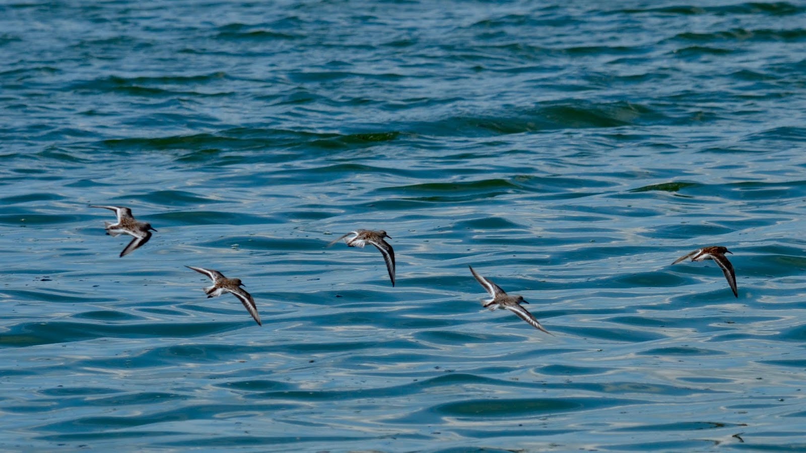 CAMBRIDGESHIRE BIRD CLUB GALLERY: Sanderling and Dunlin