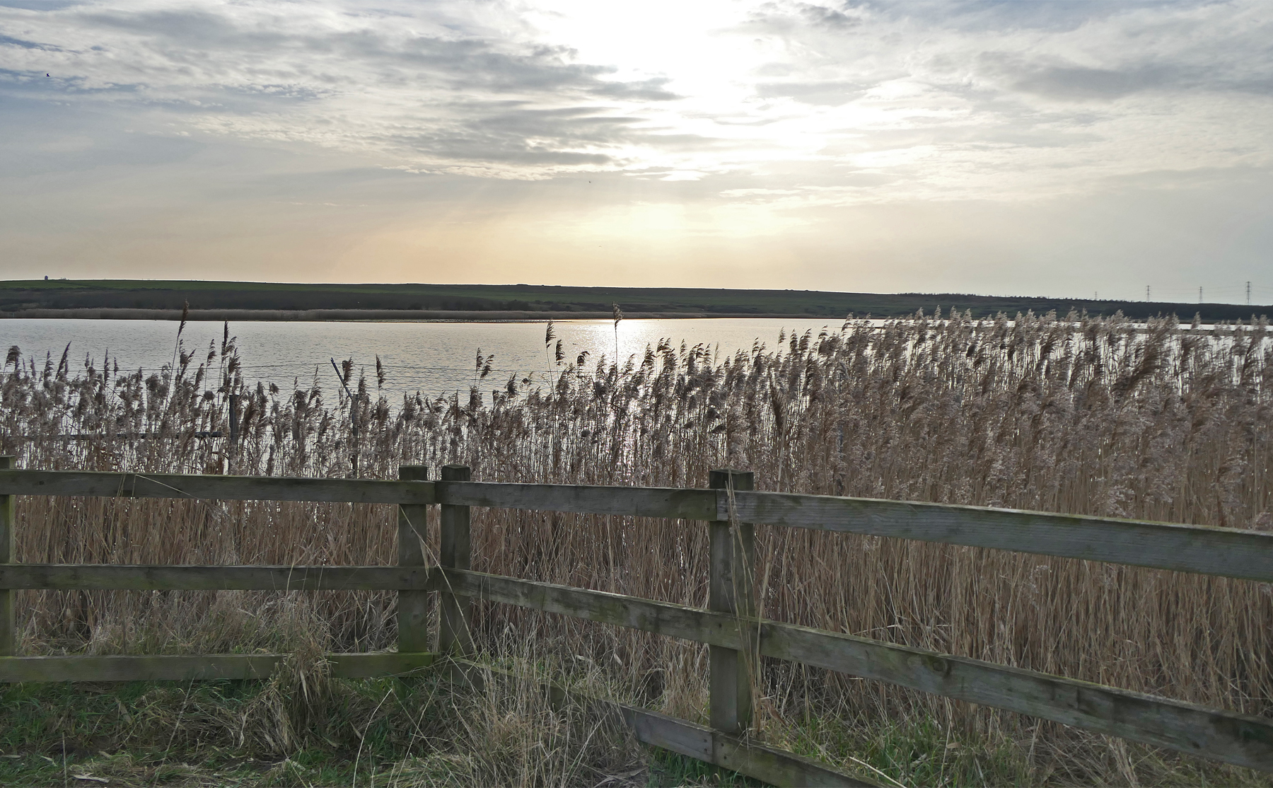 Bowers Marsh walk, February 2021 No. 8