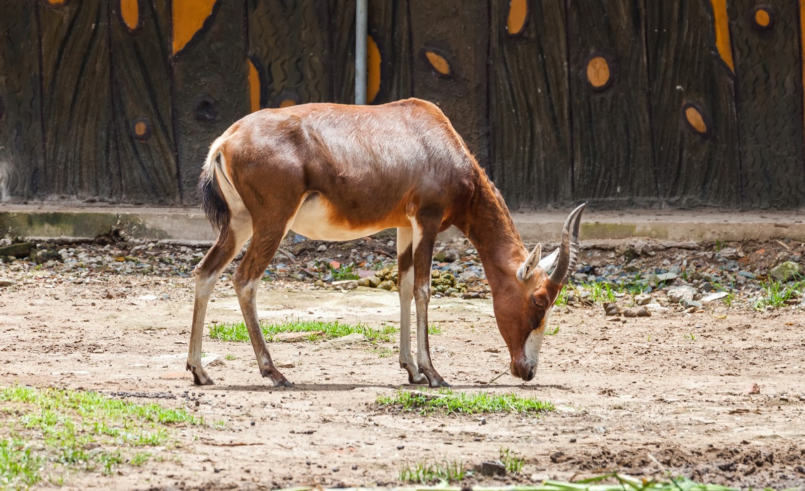 Blesbok Animals | Amazing Facts & Latest Pictures | All Wildlife ...