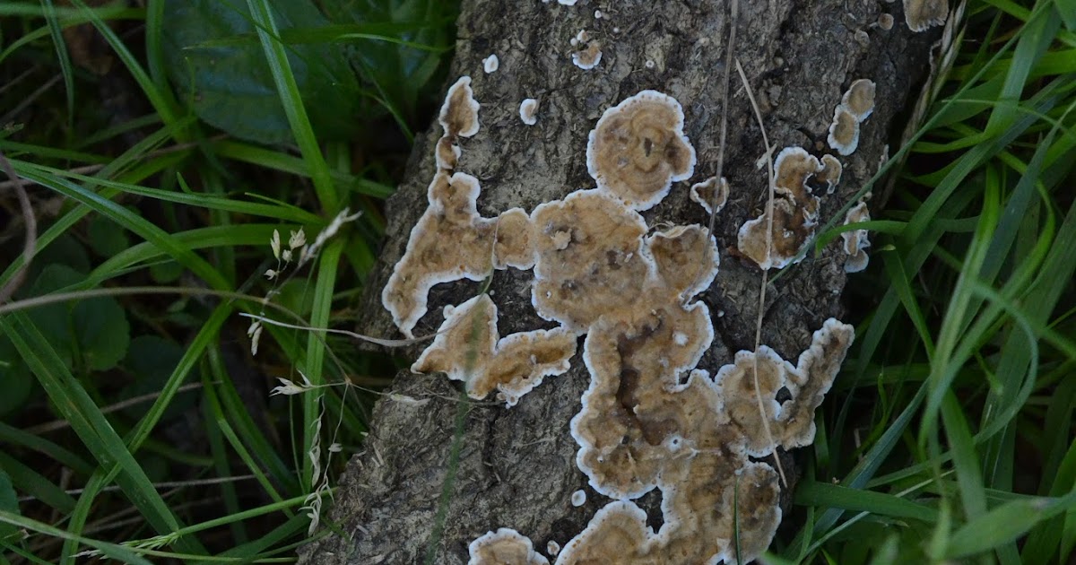 Estudio de la micologia: Corticium Evolvens.