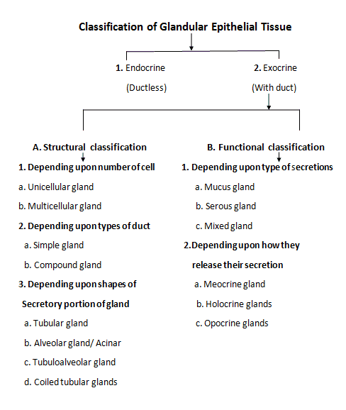 Epithelial Tissue - Classification and Functions of Epithelium Tissue