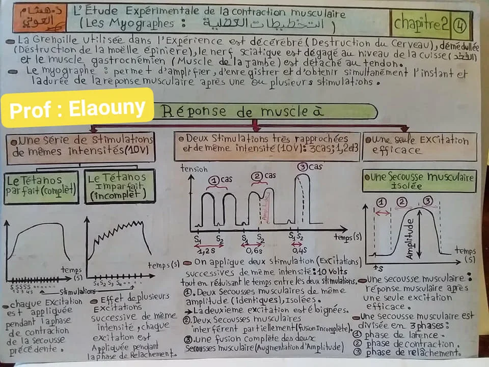 Cours : Rôle du muscle strié squelettique dans la conversion de l’énergie.