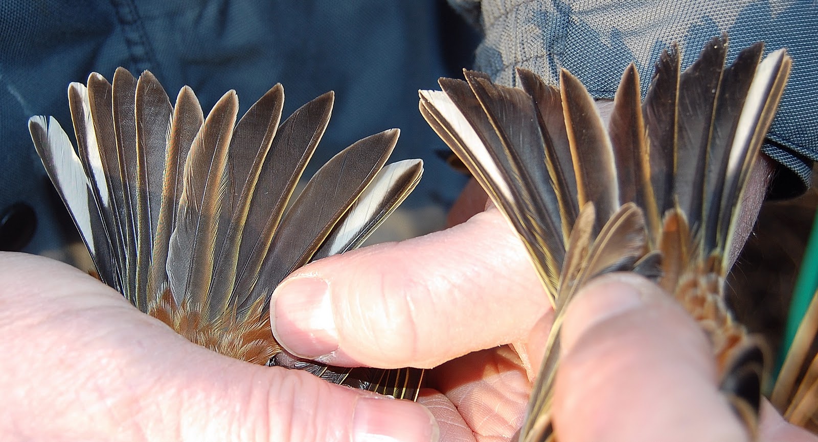 East Norfolk Ringing Group: Yellow Buntings this time.