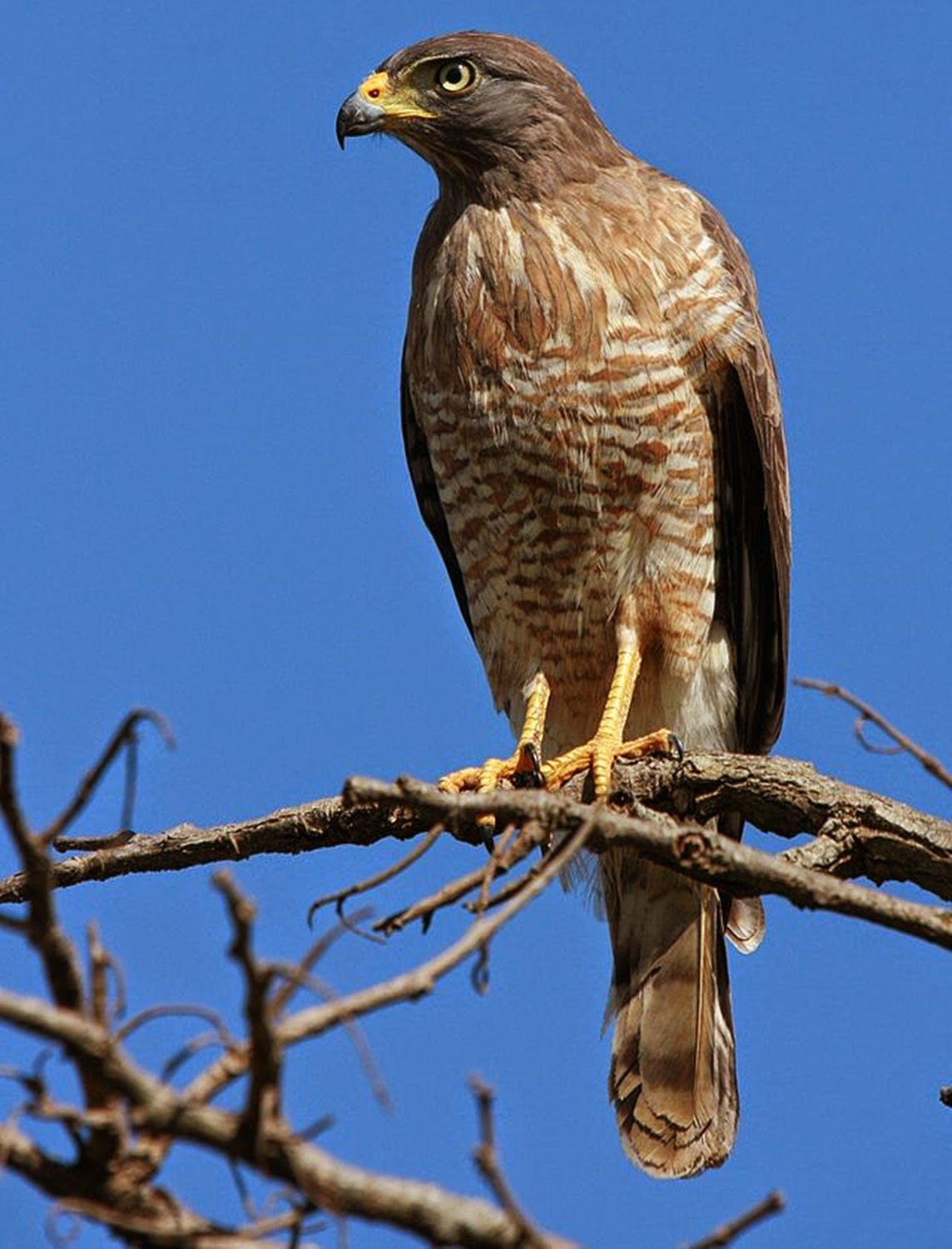 Blog do Edu Ambiental: Gavião carijó