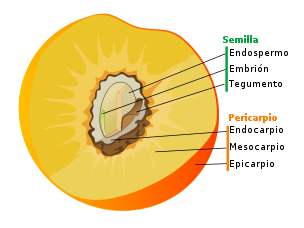 Con Ciencia para la Vida: Conceptos de botanica (Ana Maria)