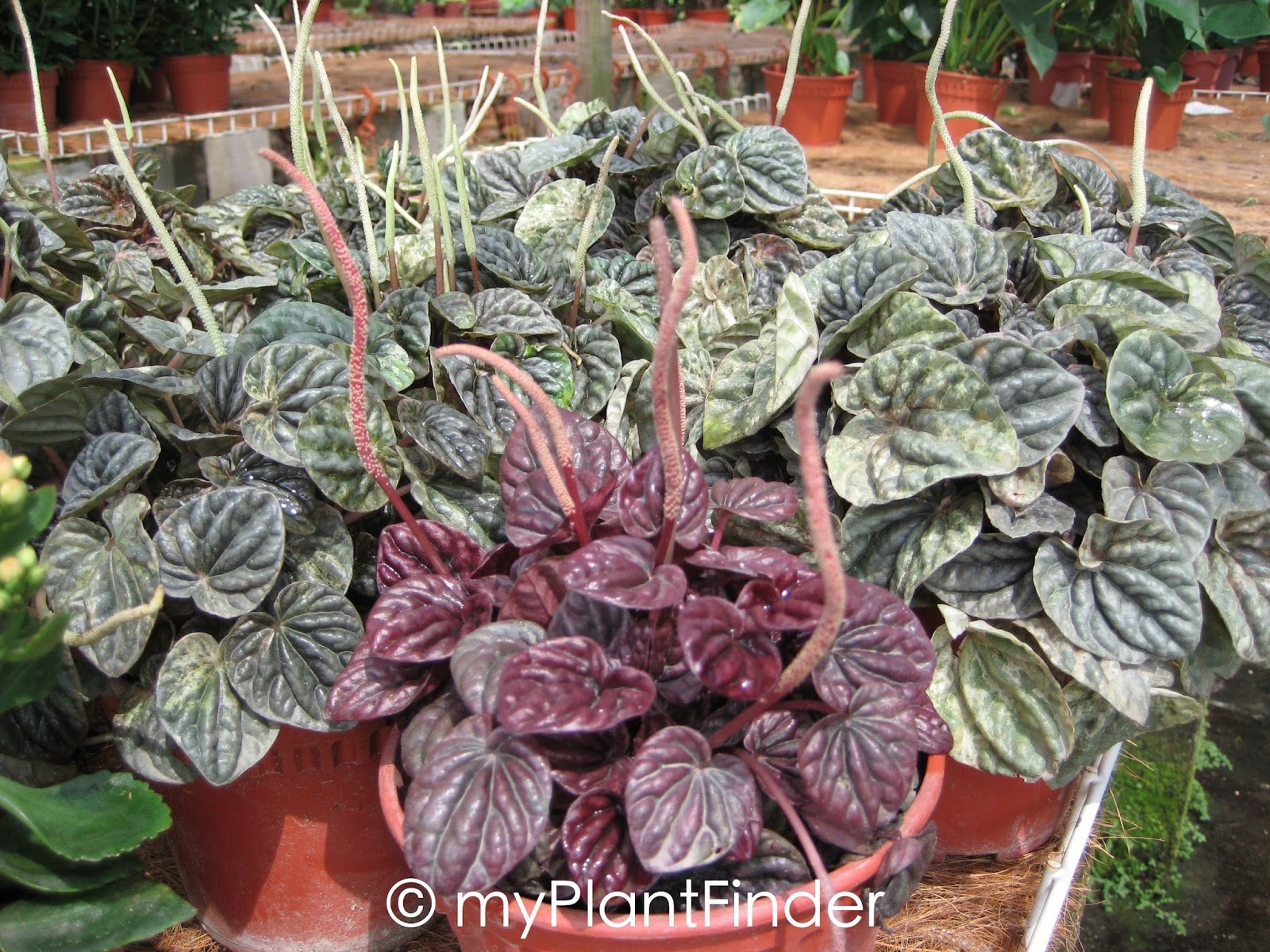 MY PLANT FINDER | Plant Guide: Peperomia caperata cultivars