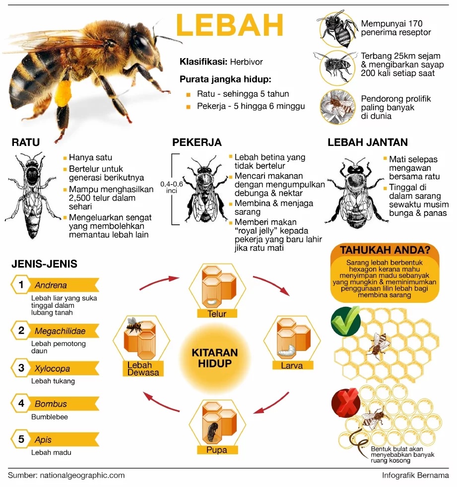 Hikmah Lebah - Madu & Hasilnya - TamanSyurga