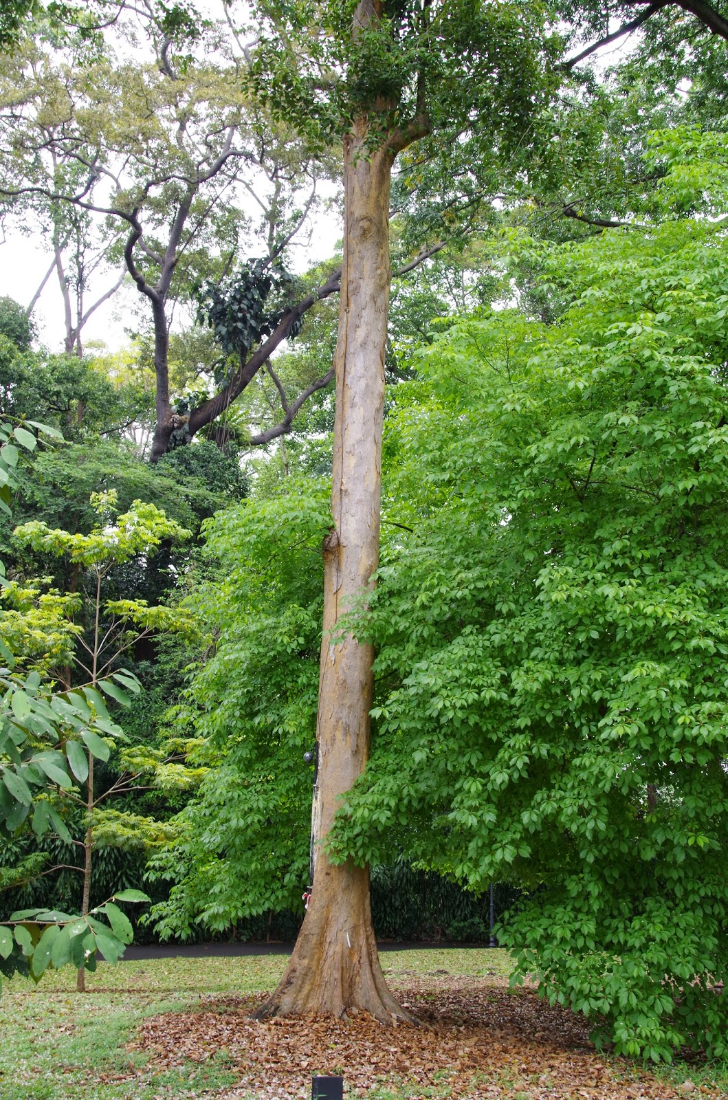 Trees and Plants: Kapur