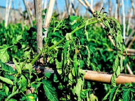 Marchitez bacteriana (Ralstonia solanacearum).