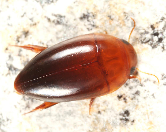 INSECTOS DE P.R. In Memoriam Dr Luis F Martorell y Dr Alain Liogier ,DR ...