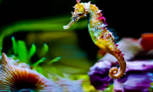 Top 10 amazing facts about aquatic animals