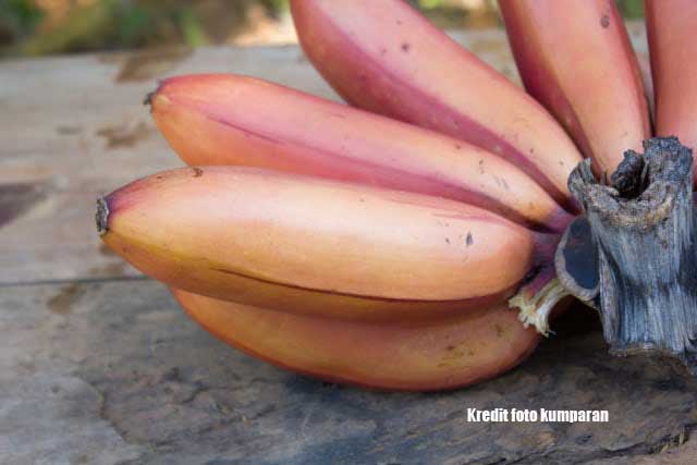 Jenis-jenis Pisang Di Indonesia Yang Dapat Dikonsumsi dan Memiliki ...
