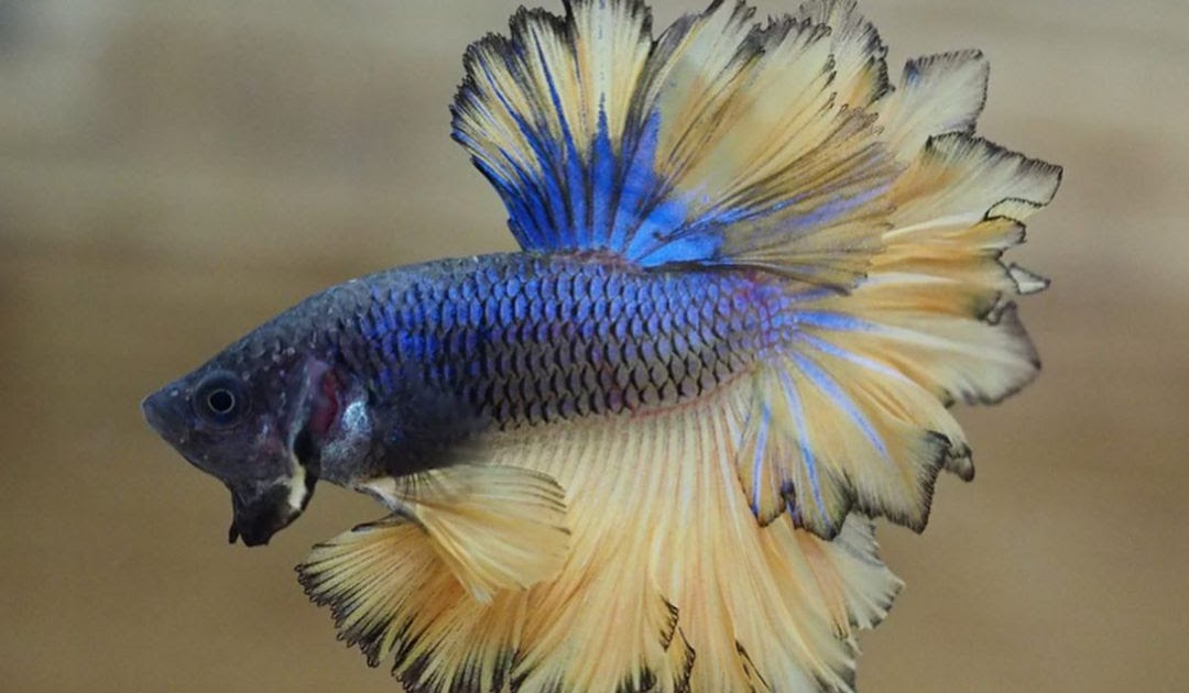 The Most Beautiful Live Male Blue Feathertail Betta Siamese Fighting Fish