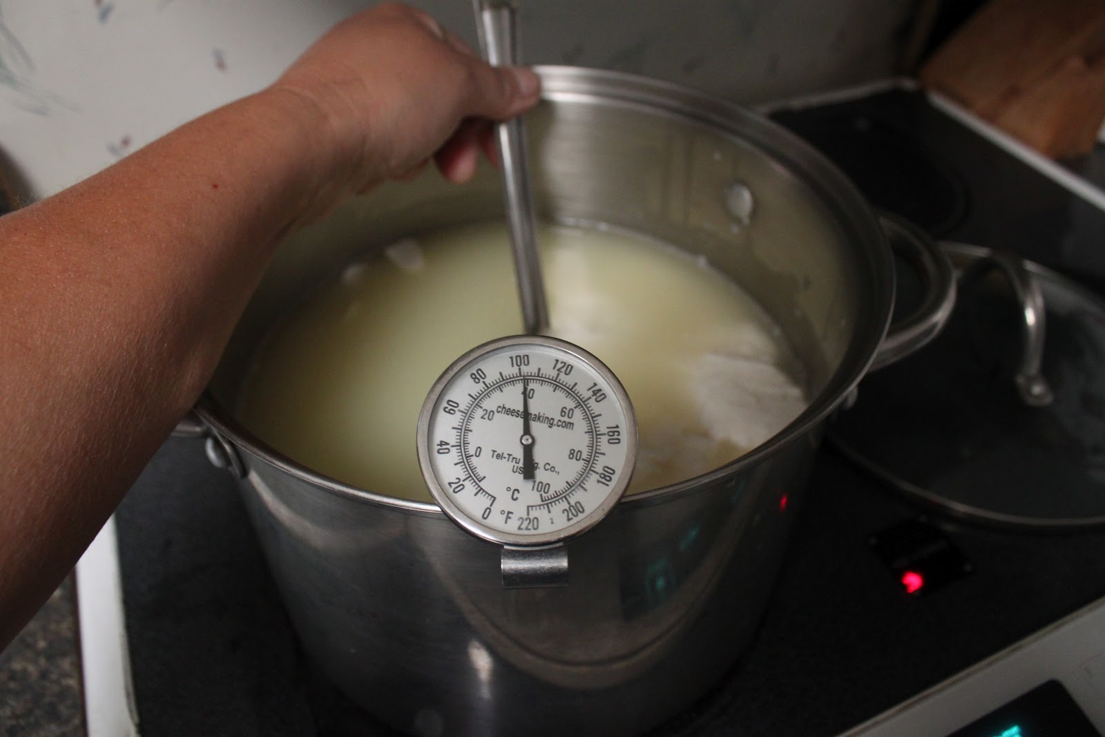 Homestead Life: How To Make Mozzarella (String) Cheese
