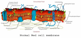 Red cell membrane – Normal composition and functions