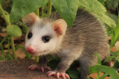 PLAAN : Muca - Didelphis marsupialis/Didelphis virginiana